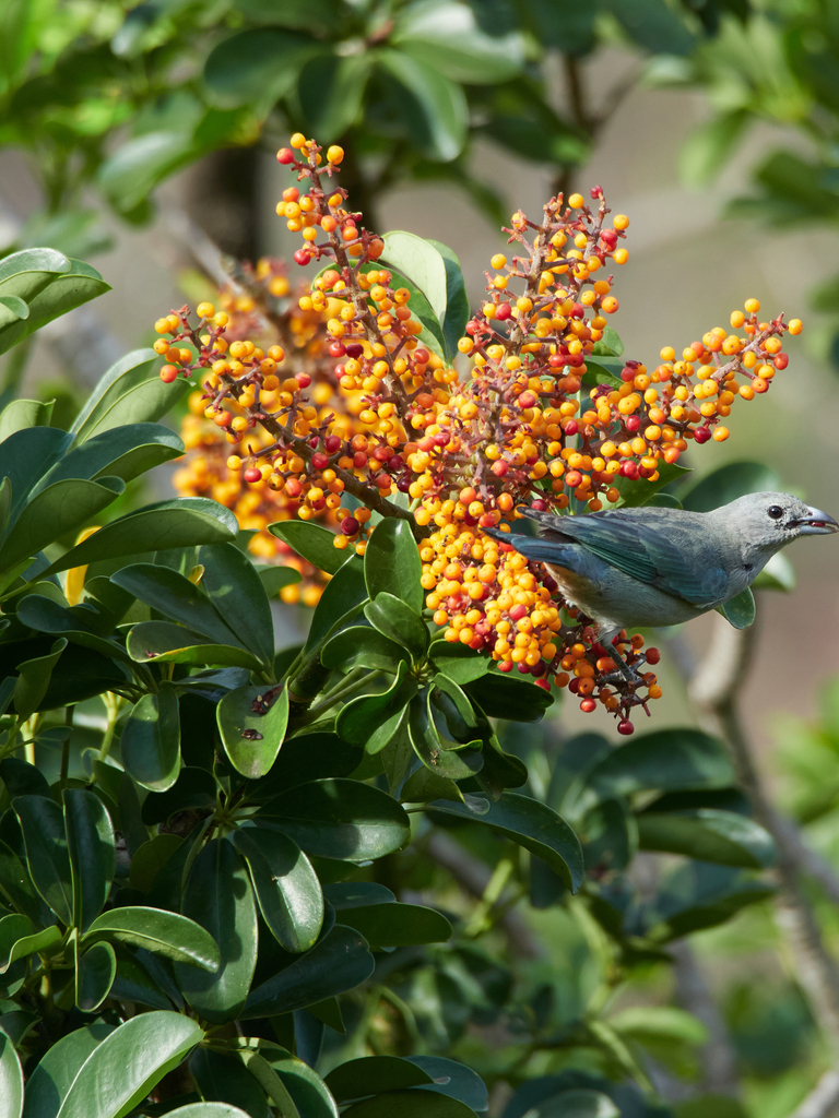 Miniature umbrella tree from Santana do Riacho - State of Minas Gerais ...