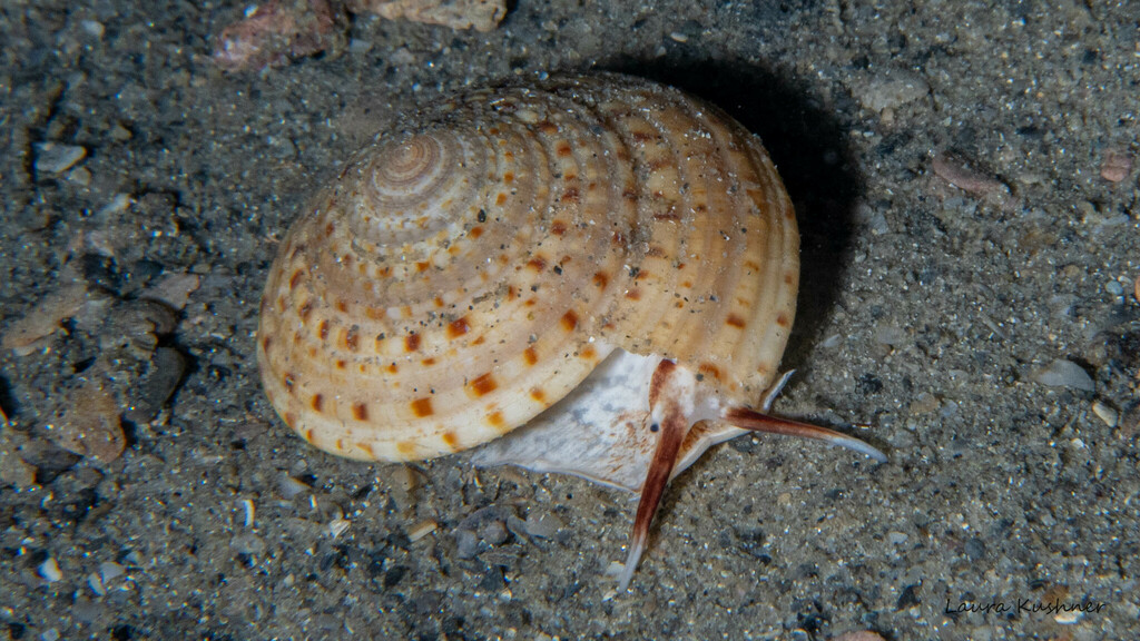 Common Sundial from Blue Heron Bridge, Riviera Beach, FL on November 12 ...