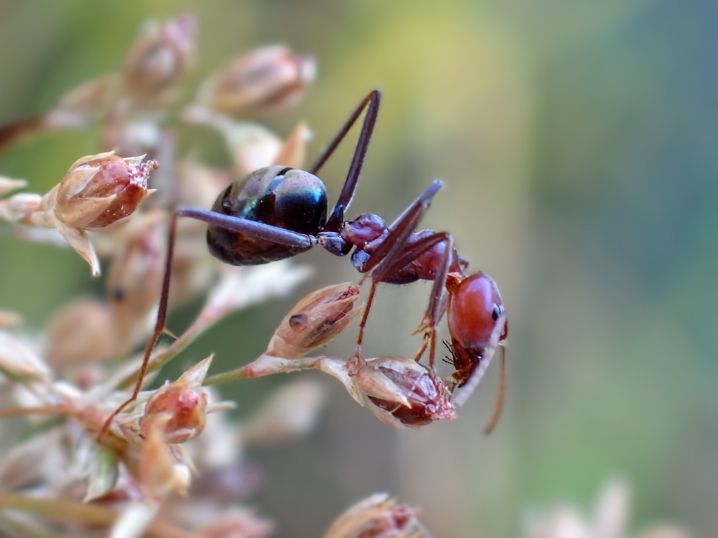 Southern Meat Ant in November 2023 by cinclosoma · iNaturalist