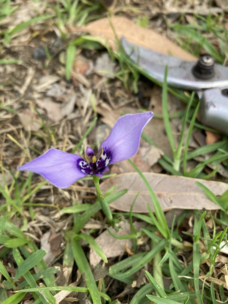 Prairie Nymph from Bawley Point, NSW, AU on November 20, 2023 at 09:14 ...