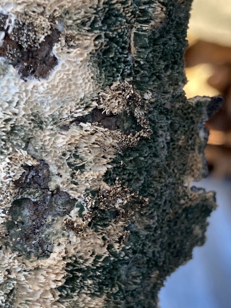 Milk-white Toothed Polypore from Chicago Botanic Garden, Glencoe, IL ...