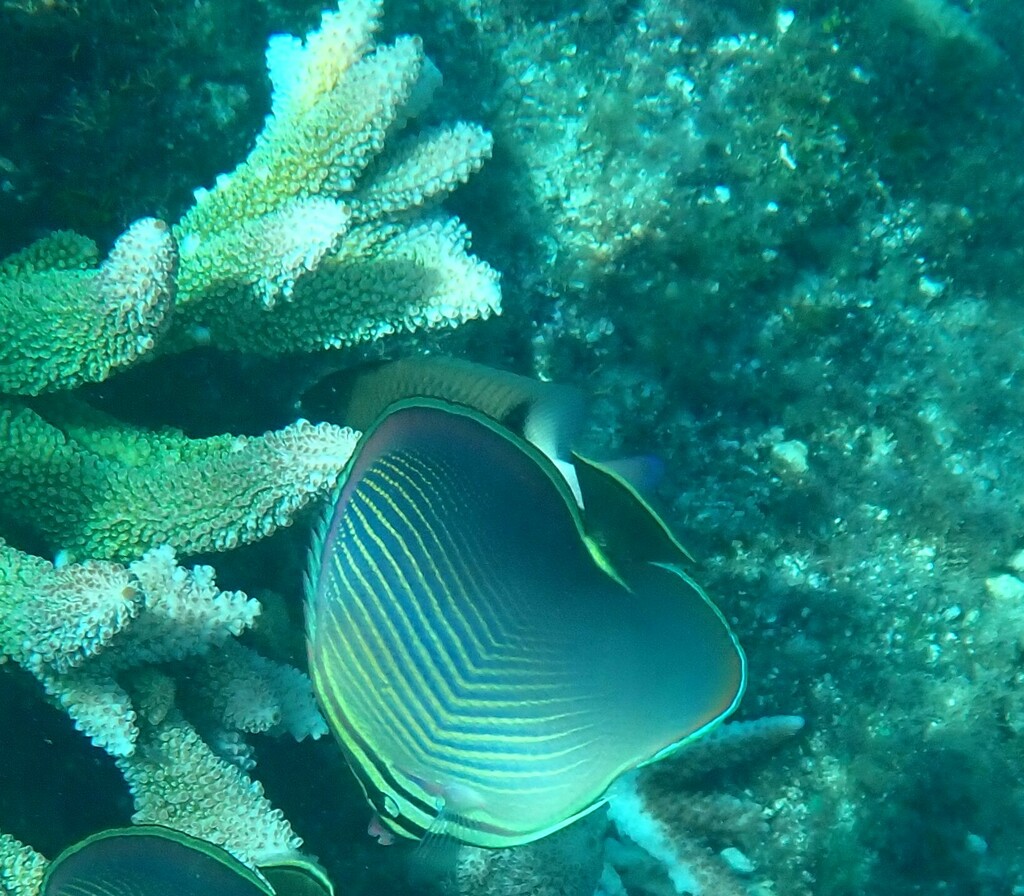 Eastern Triangle Butterflyfish from John Brewer Reef, Australia on ...