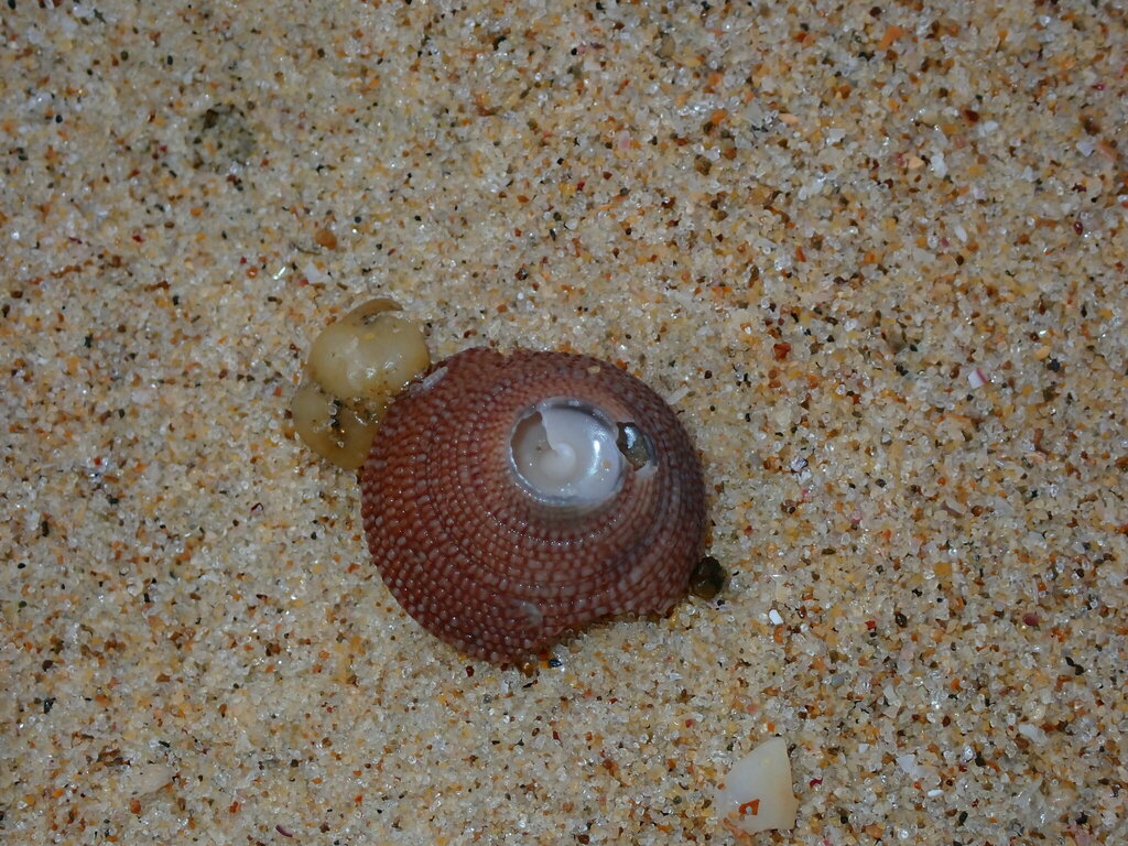 Clanculus maugeri from Bundagen NSW 2454, Australia on November 20 ...