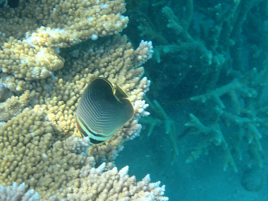 Eastern Triangle Butterflyfish from John Brewer Reef, Australia on ...