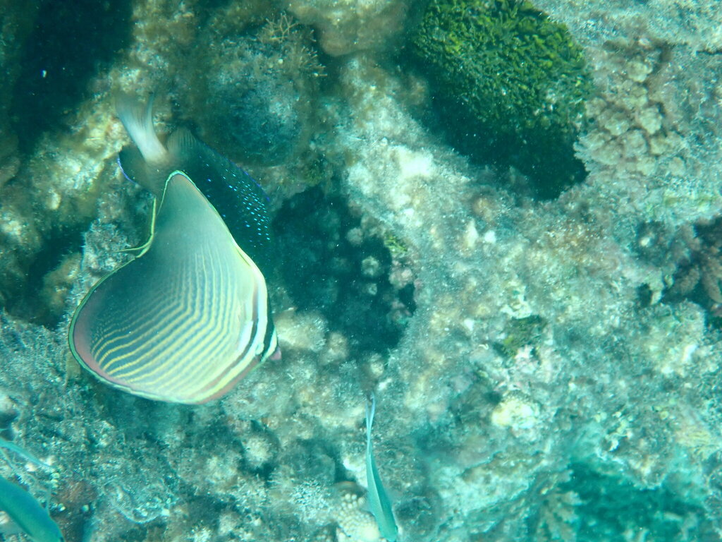 Chaetodon from John Brewer Reef, Australia on October 30, 2023 at 04:18 ...