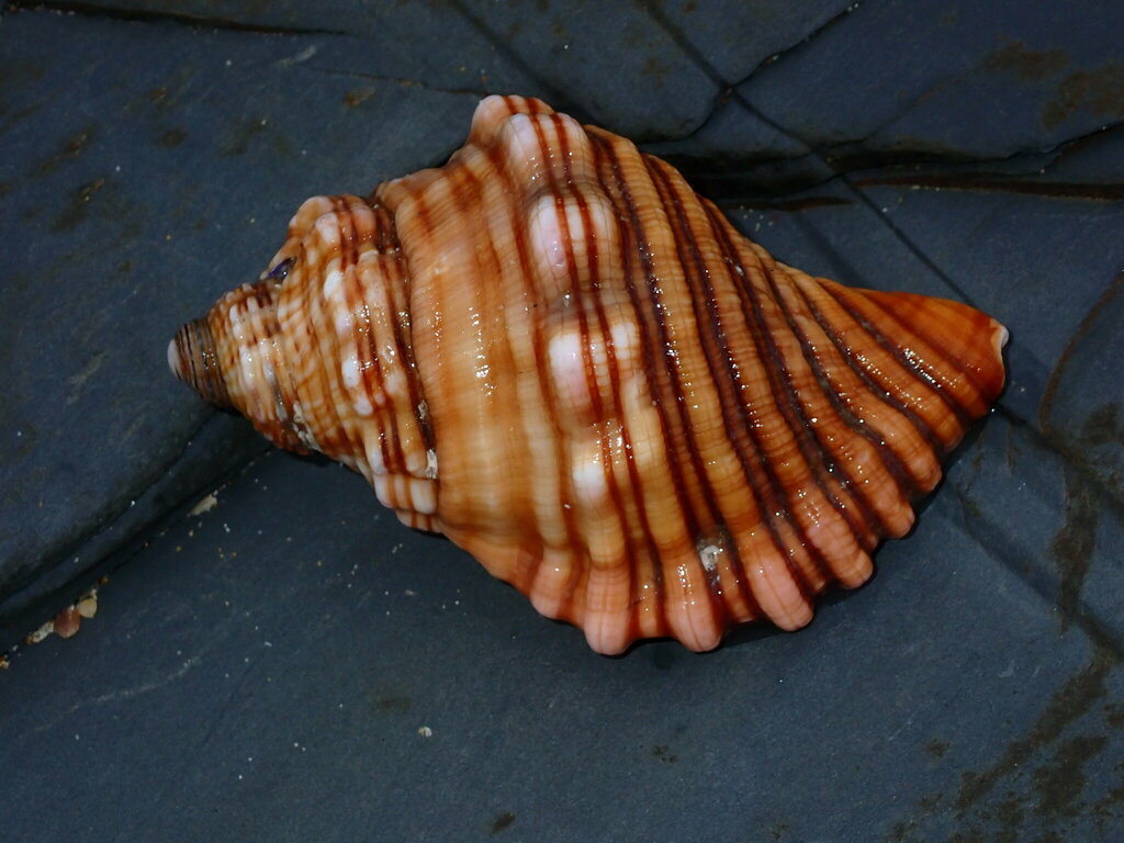 Spengler's Trumpet Snail from Coffs Harbour, NSW, Australia on November ...