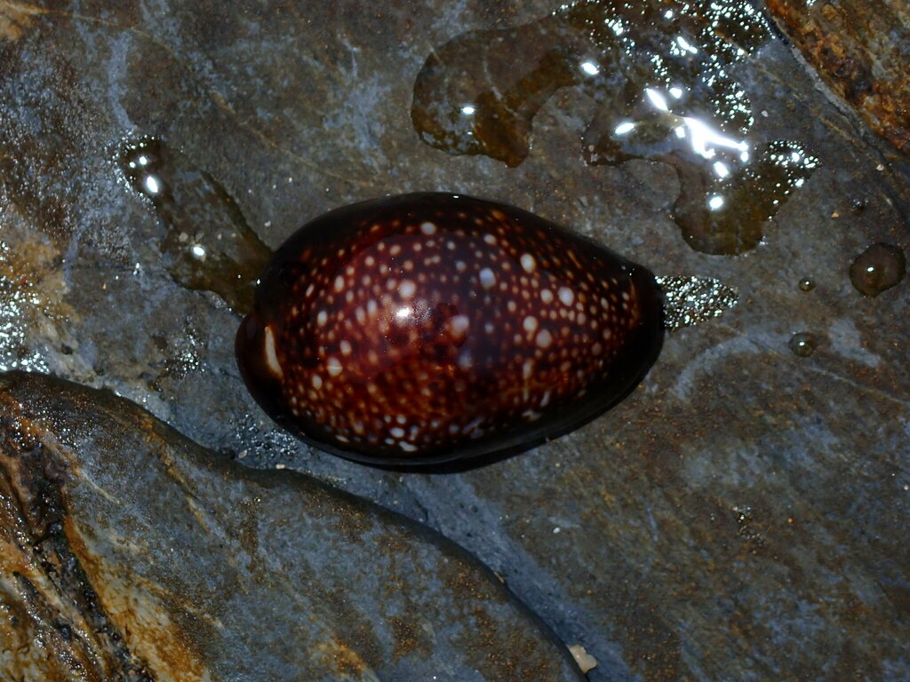 Snakehead Cowrie from Coffs Harbour, NSW, Australia on November 20 ...