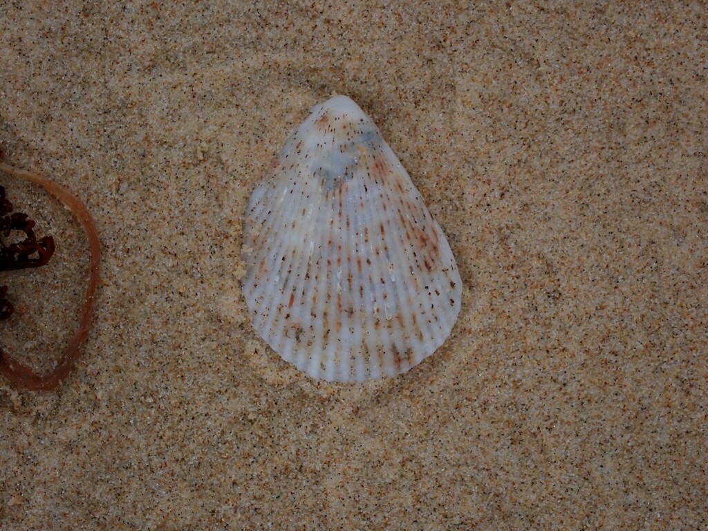 Lima nimbifer from Bundagen NSW 2454, Australia on November 20, 2023 at 07:18 AM by Adrian Gale ...