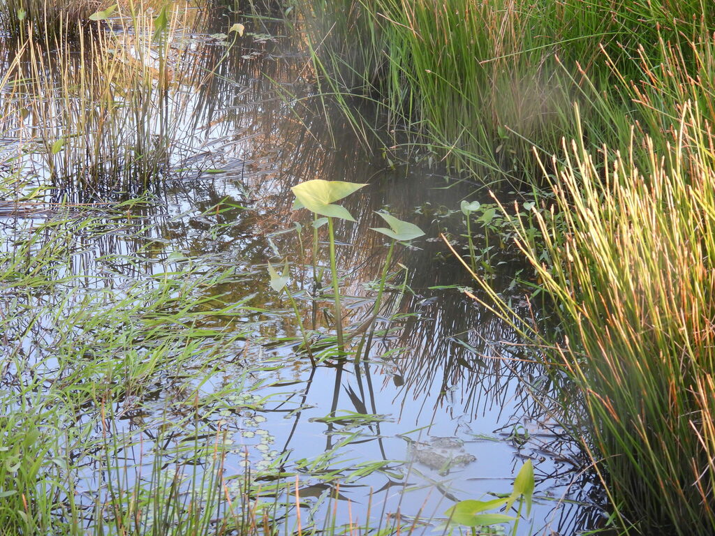 Aztec arrowhead from Departamento de Soriano, Uruguay on November 18 ...