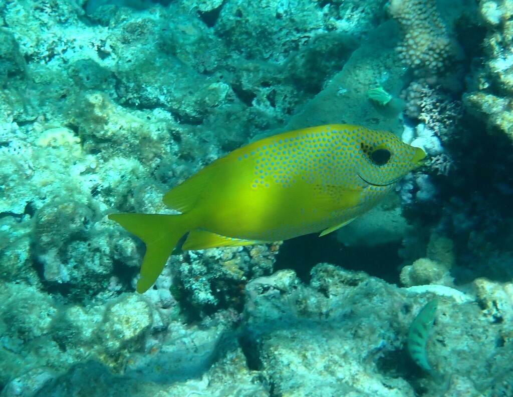 Coral Rabbitfish from Myrmidon Reef on October 31, 2023 at 11:47 AM by ...