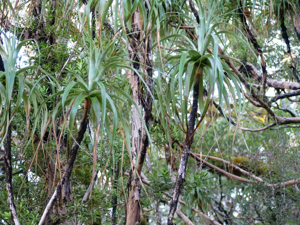 mountain neinei from Selwyn District, Canterbury, New Zealand on ...