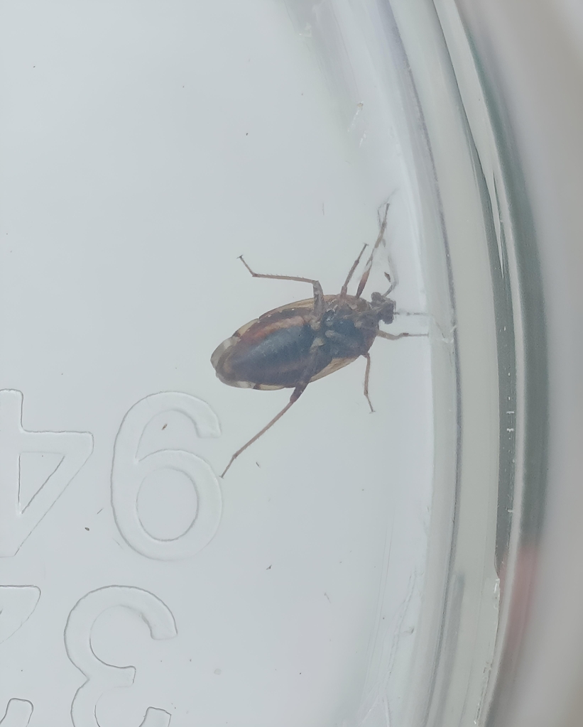 Plant Bugs from Garden River, ON P6A, Canada on September 20, 2023 at ...