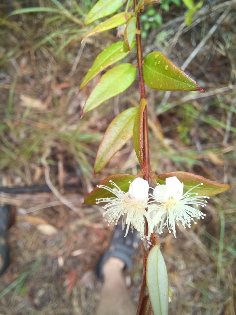 Midgen Berry from Building B, Sippy Downs QLD 4556, Australia on ...