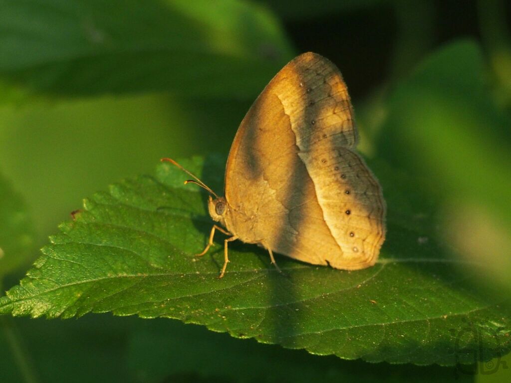 Dark-branded Bushbrown from Lin Fa Tei, Hong Kong on November 19, 2023 ...