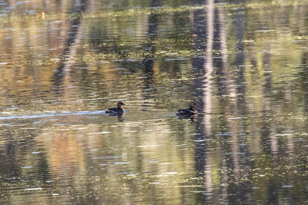 Pied-billed Grebe from Tangipahoa Parish, LA, USA on November 19, 2023 ...
