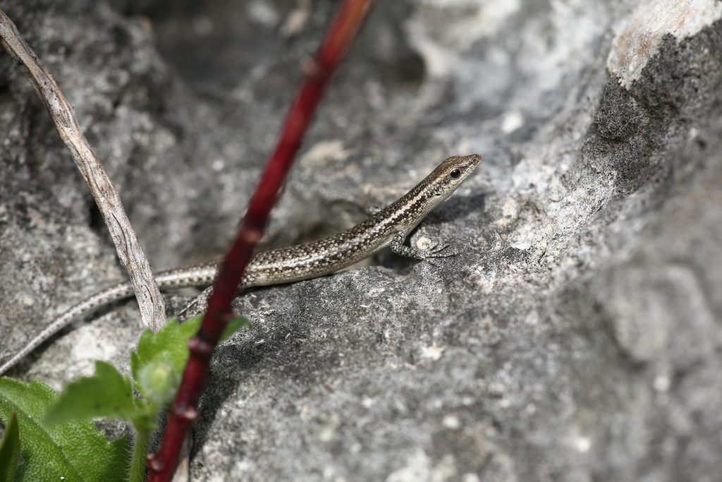 New Caledonian Shore Skink in March 2019 by Lennart Hudel · iNaturalist