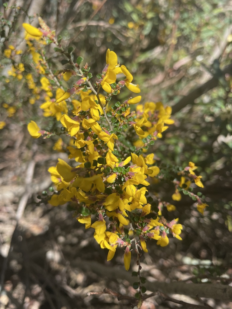 Bossiaea sericea from Mount Buffalo National Park, Mount Buffalo, VIC ...