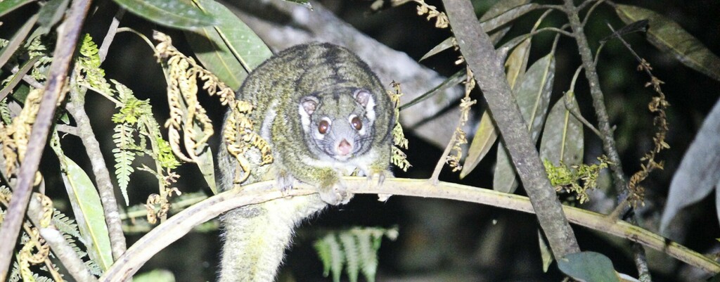 Green Ringtail from Beatrice QLD 4886, Australia on November 18, 2023 ...