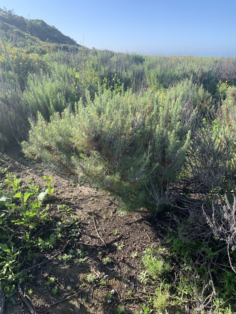 California sagebrush from Marine Corps Base Camp Pendleton, Fallbrook ...