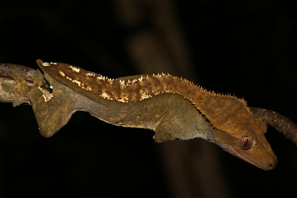 Crested Giant Gecko in March 2019 by Lennart Hudel · iNaturalist