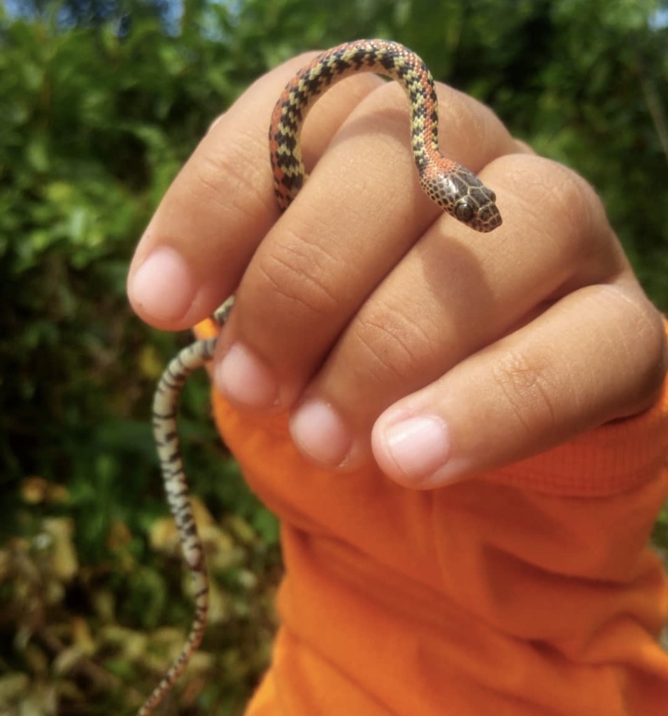 Panama Spotted Night Snake from Ilha da Trambioca, Barcarena, PA, BR on ...