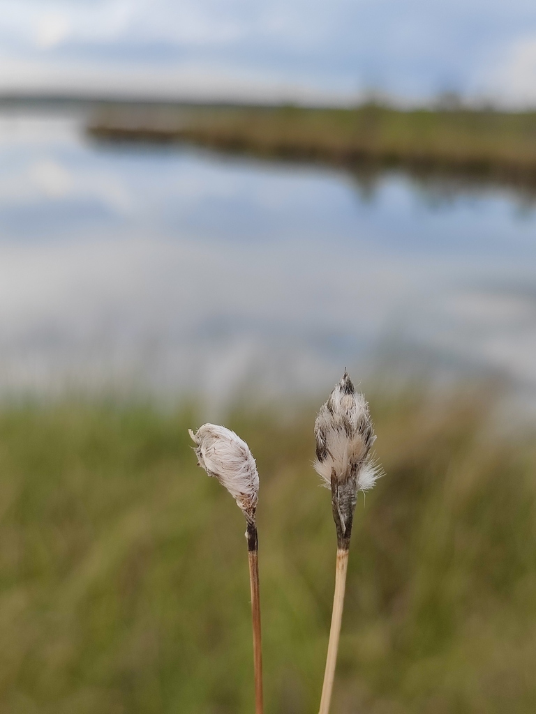 tussock cottongrass from Н7-4 (Иванищевское болото), Гусь-Хрустальный р ...