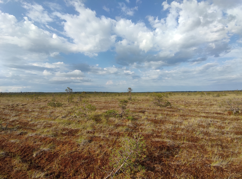 Scots pine from Н7-4 (Иванищевское болото), Гусь-Хрустальный р-н ...