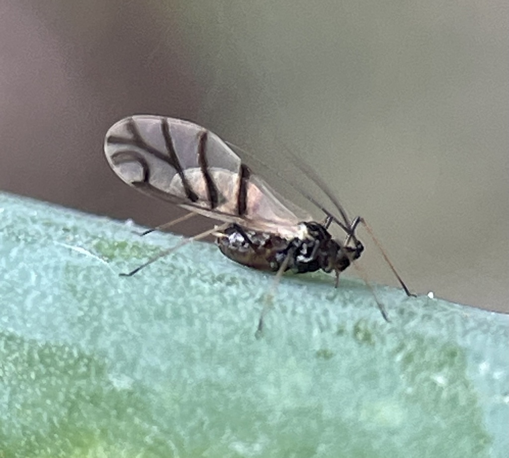 Onion Aphid in November 2023 by suecee · iNaturalist
