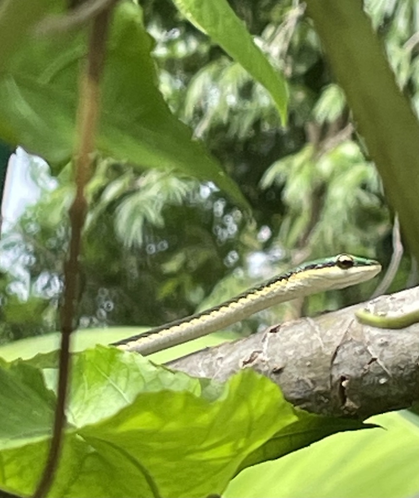 Mexican Parrot Snake from El Cielo, Playa del Carmen, Q. Roo., MX on ...