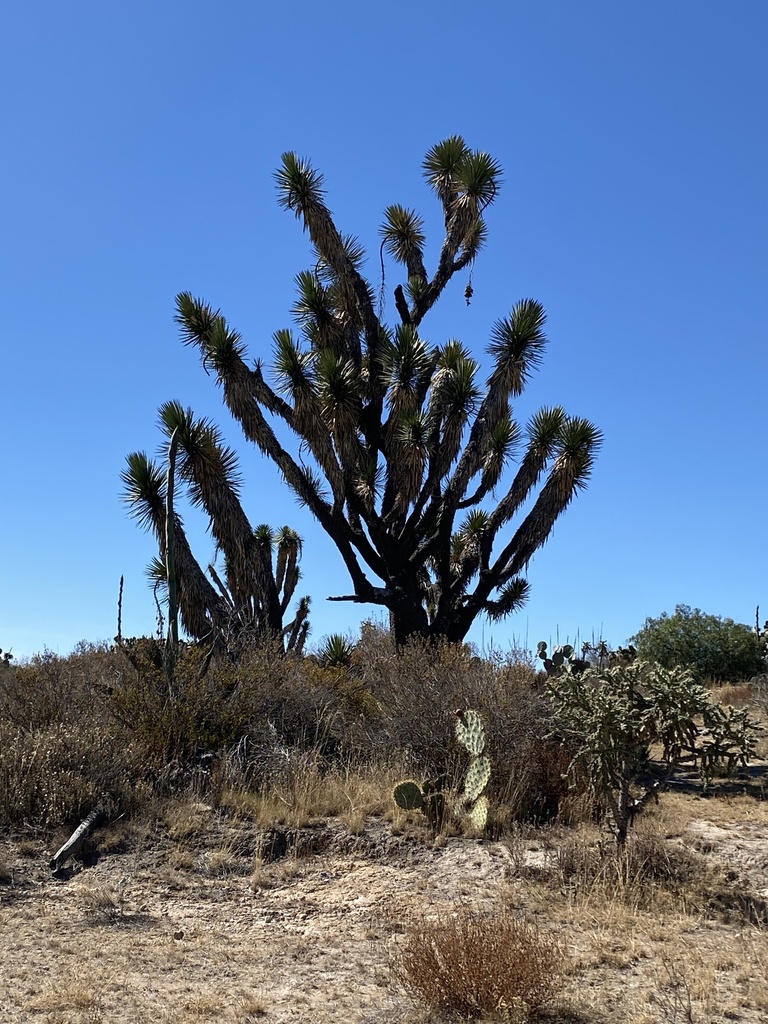 tree yucca from Portezuelo, Unión Chacón, Hgo., MX on November 19, 2023 ...