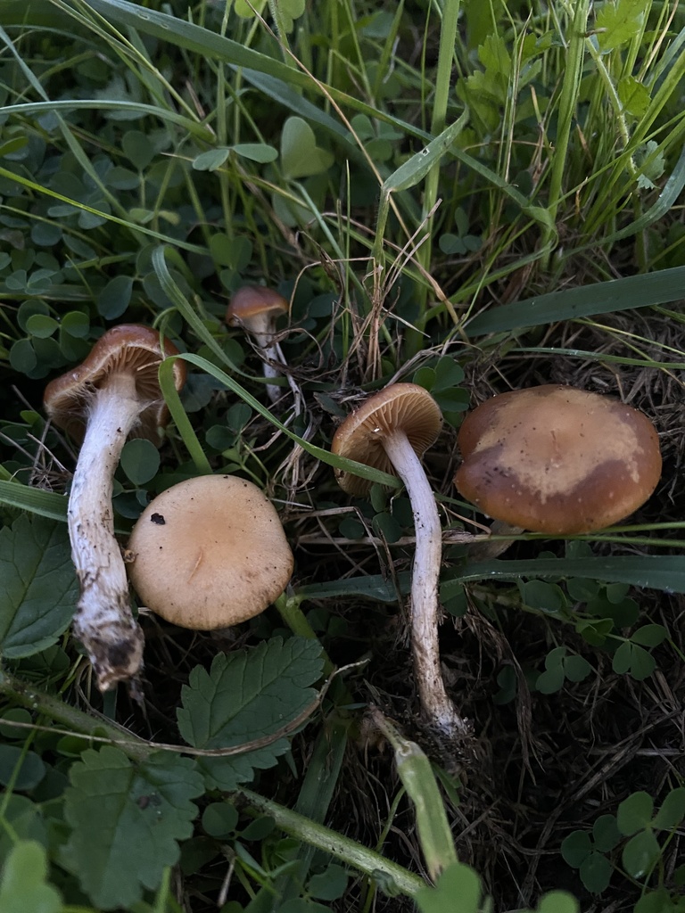 Wavy Cap in November 2023 by samzanita. Maybe Ps allenii based on cap ...