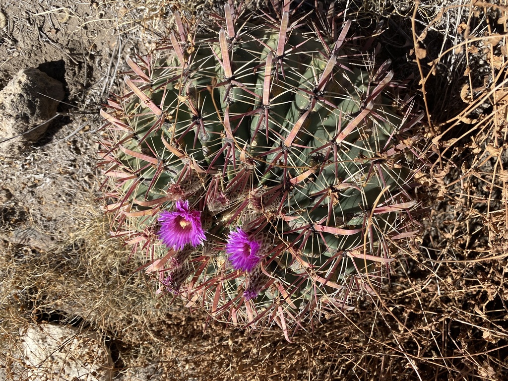 Devil's Tongue Barrel Cactus from Adolfo López Mateos Segunda Sección ...