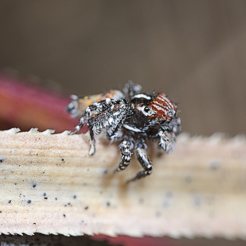 Eagle Peacock Spider (Maratus aquilus) · iNaturalist United Kingdom