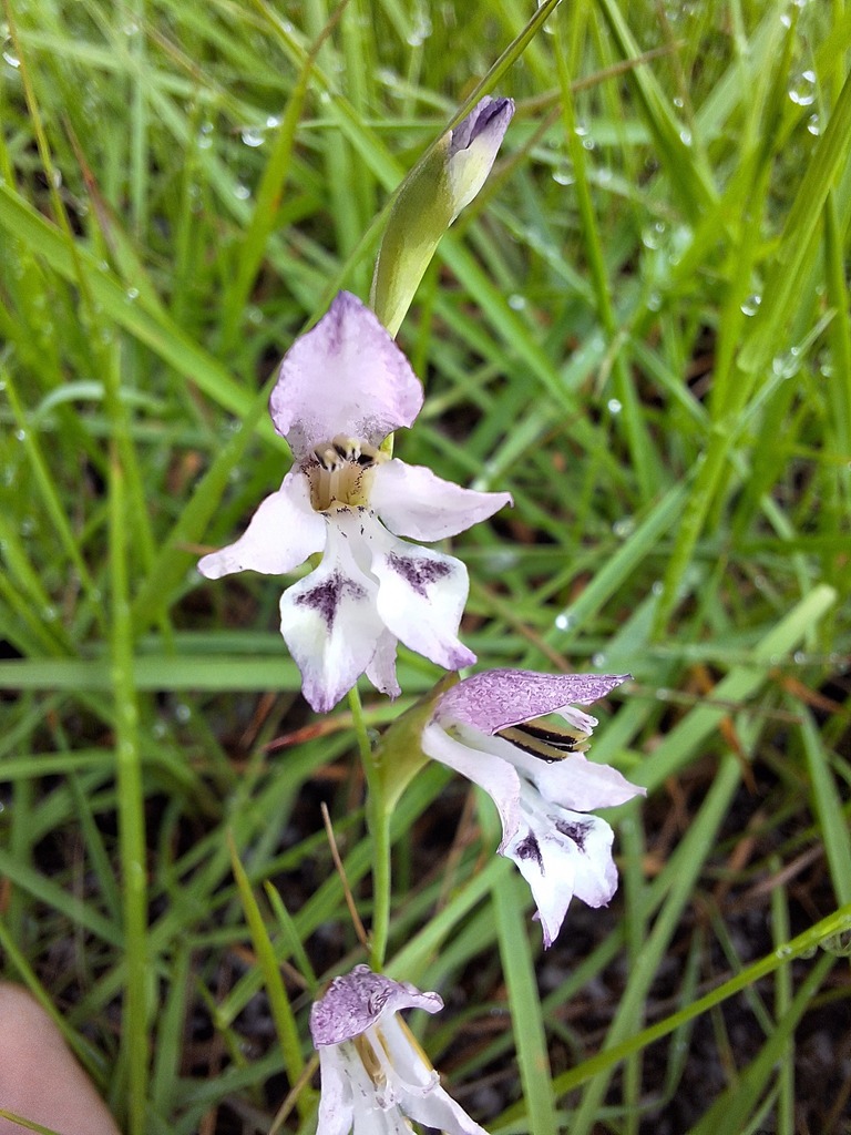 Gladioli from Ikelenge, Zambia on November 7, 2023 at 09:22 AM by ...