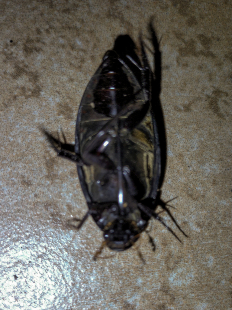 Hydrophilus ensifer from Granjas del Marqués, 39890 Acapulco de Juárez ...