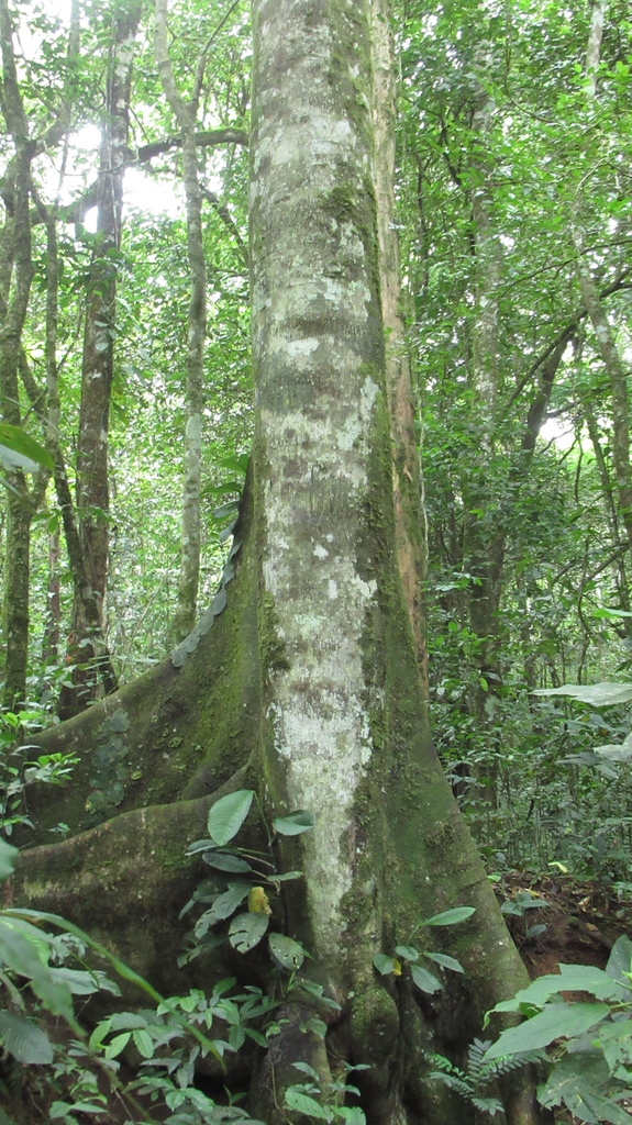 Ficus yoponensis from Chame, PA-PO, PA on November 19, 2023 by Richard ...
