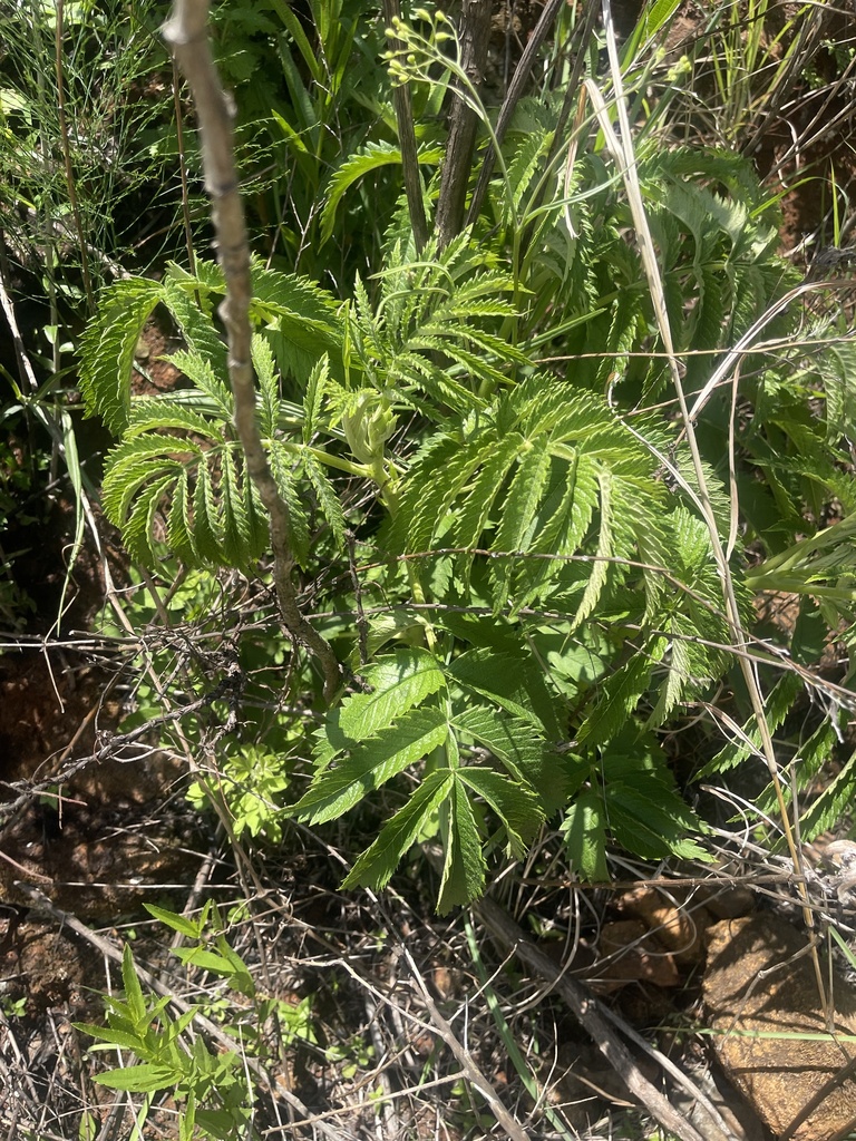 Honeyflowers from Ukhahlamba Drakensberg Park, Impendle, KZN, ZA on ...