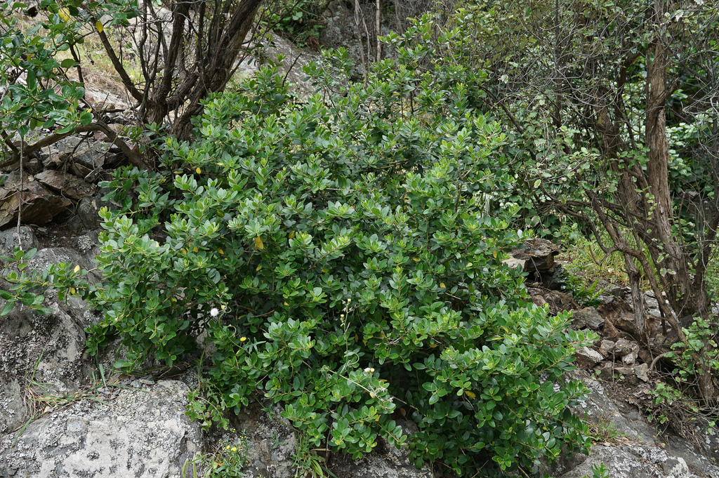 Cook Strait Mahoe from Rarangi 7273, New Zealand on December 8, 2020 at ...
