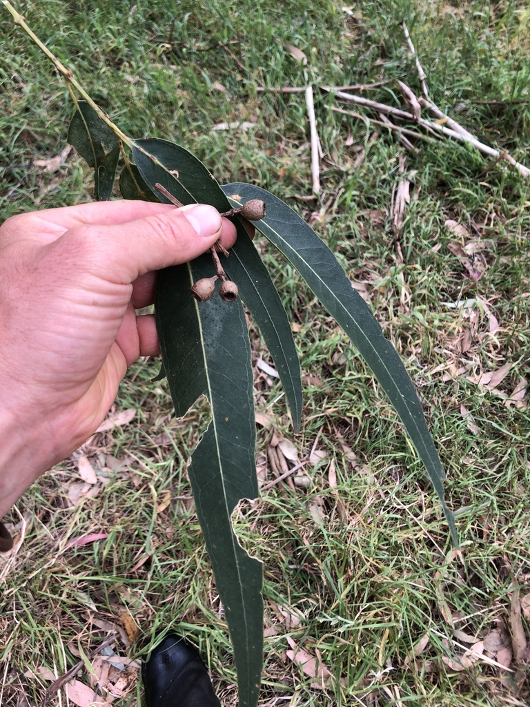 mountain grey gum from Colac-Otway - South, AU-VI, AU on November 20 ...