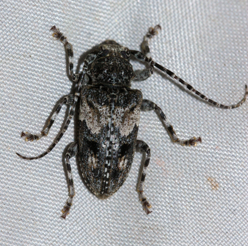 Aegomorphus arizonicus (Longhorn Beetles of the United States Pt.2 ...