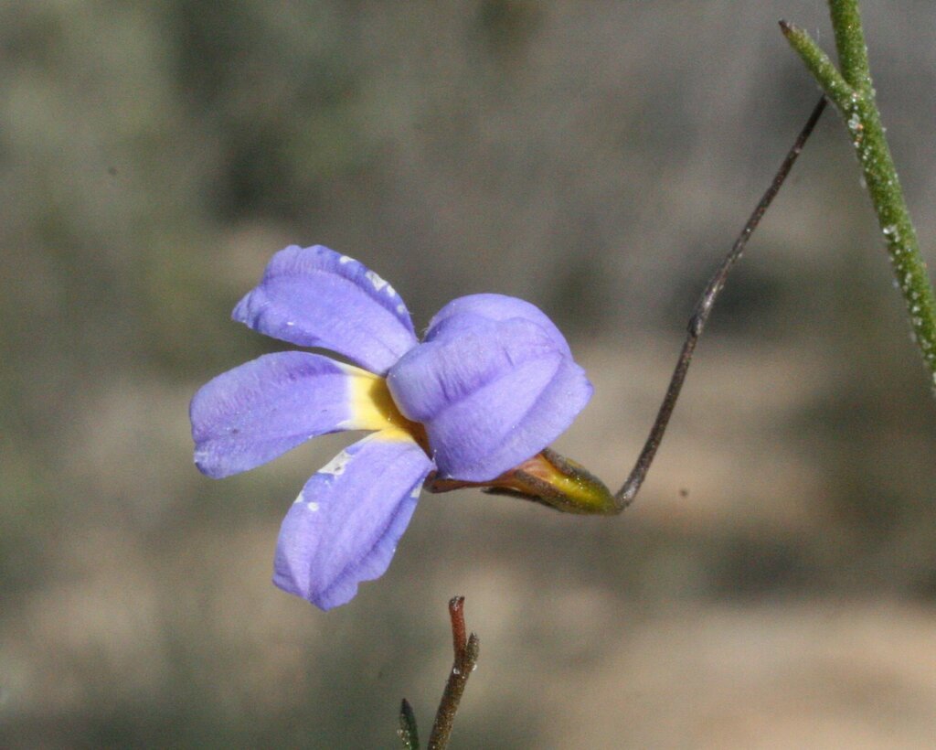 Goodenia trichophylla from Lake Biddy WA 6355, Australia on April 15 ...