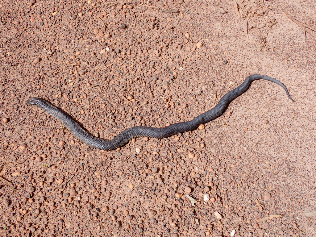 Western Tiger Snake from Crowea WA 6262, Australia on September 30 ...