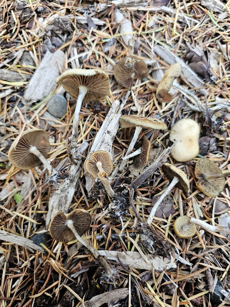 Wavy Cap in November 2023 by Mushroom Wonderland · iNaturalist
