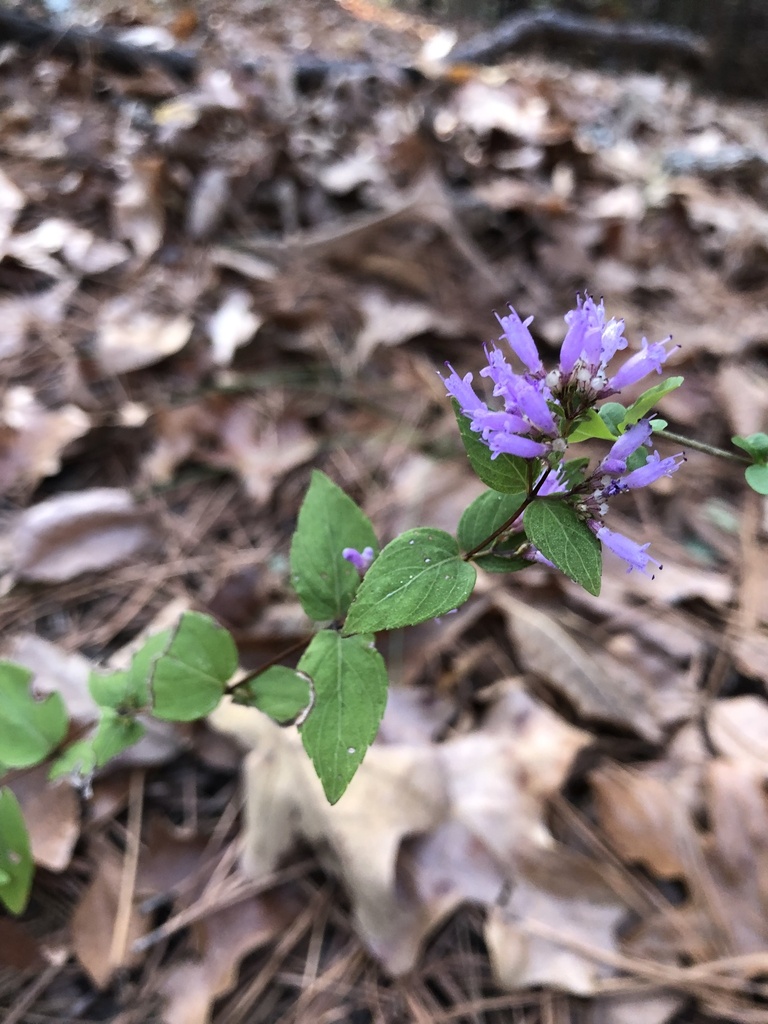 common dittany from River Mountain, Little Rock, AR, US on November 19 ...