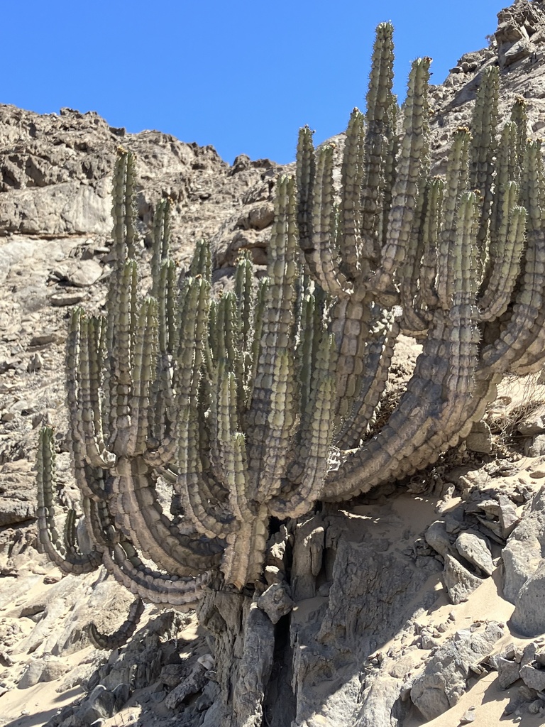 Namib Candelabra Naboom from Dorob National Park, Erongo, NA on ...