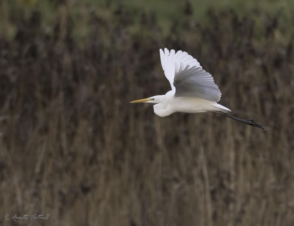 Great Egret from Weiler Wincrange on November 11, 2023 at 04:28 PM by ...