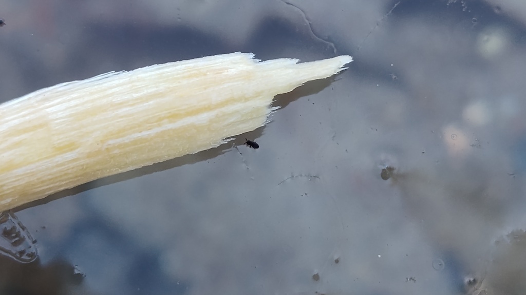 Water Springtail from Hubbard County, MN, USA on November 19, 2023 at ...