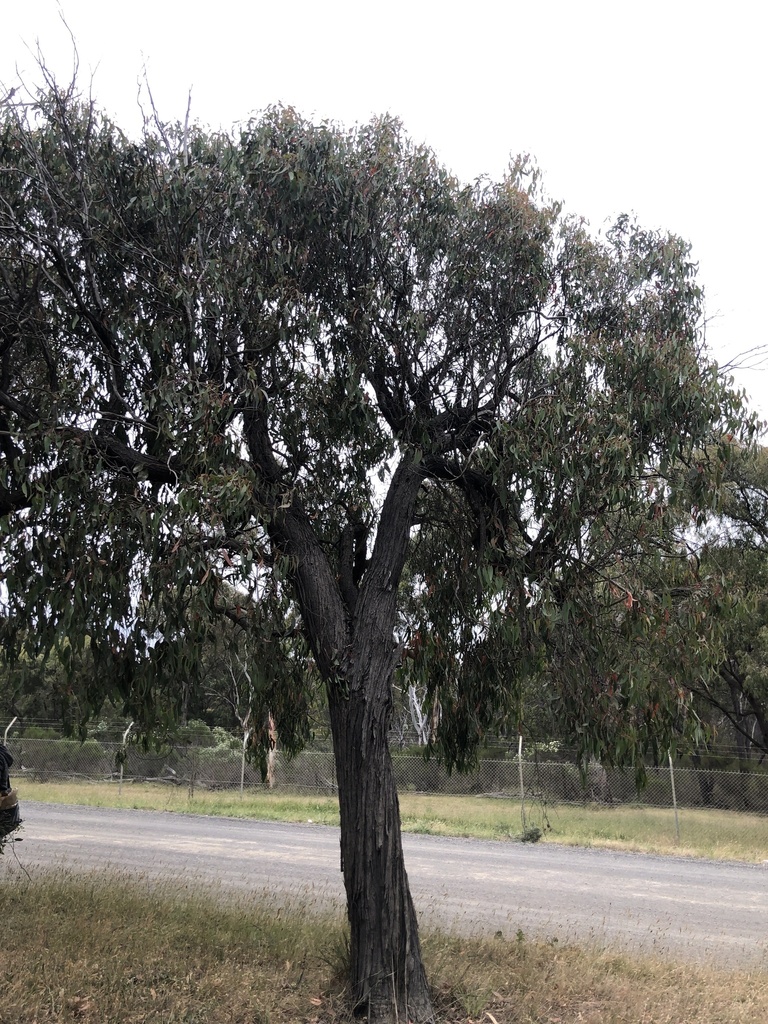 Red Stringybark from Ridge Rd, Whittlesea, VIC, AU on November 20, 2023 ...