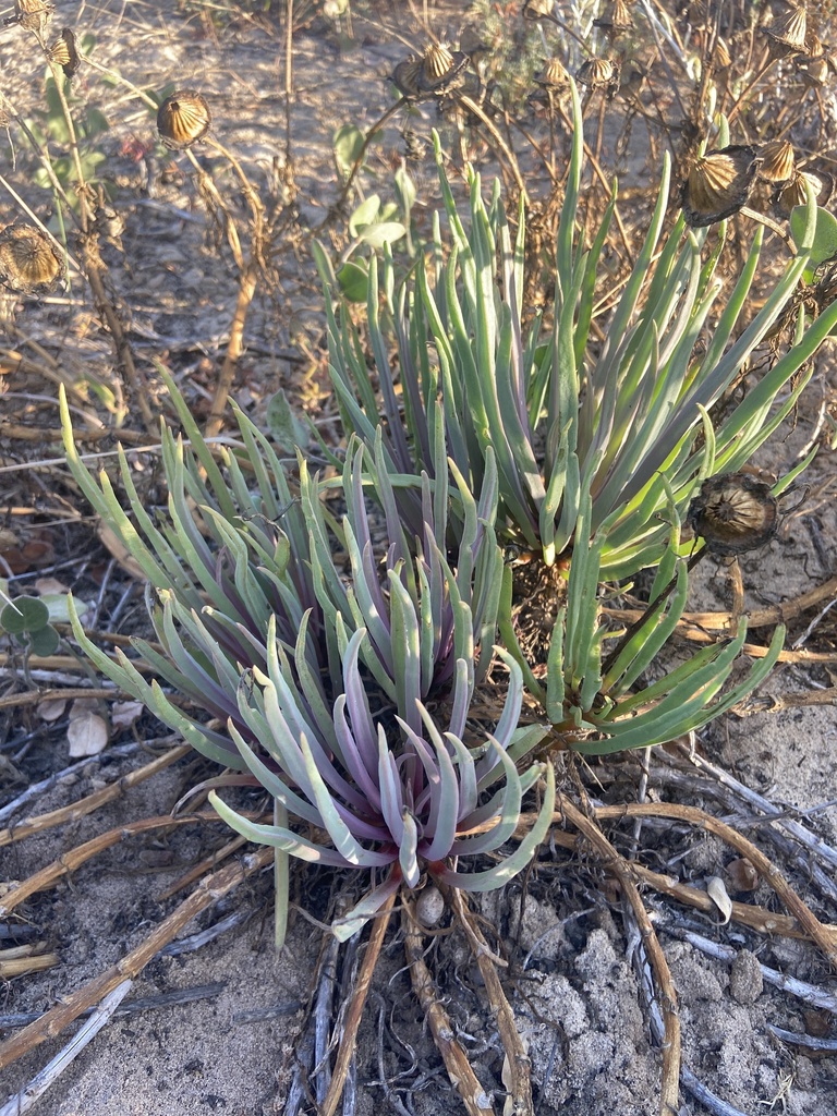 Pig's-root from Cederberg Rural, Citrusdal, WC, ZA on November 17, 2023 ...