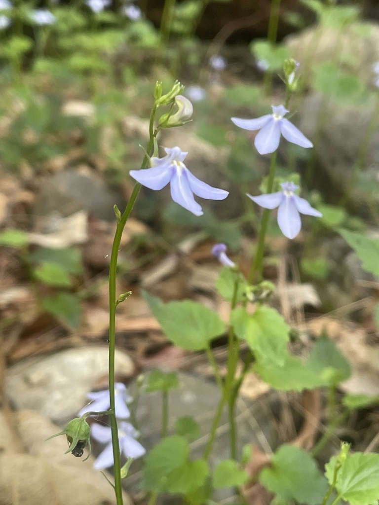 forest lobelia from Tuckers Knob, Gleniffer, NSW, AU on November 19 ...